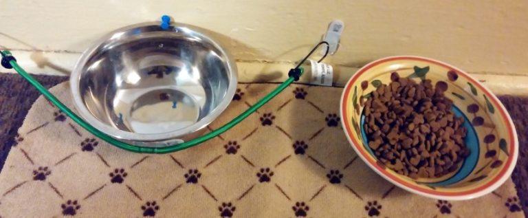 How to Keep a Cat (or Dog) from Knocking Over Water Bowls